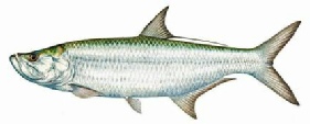 Florida Inshore Saltwater Fish Identification