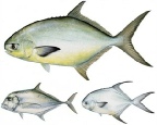 Florida Inshore Saltwater Fish Identification