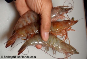 Shrimping - Florida Shrimping Reports Forum