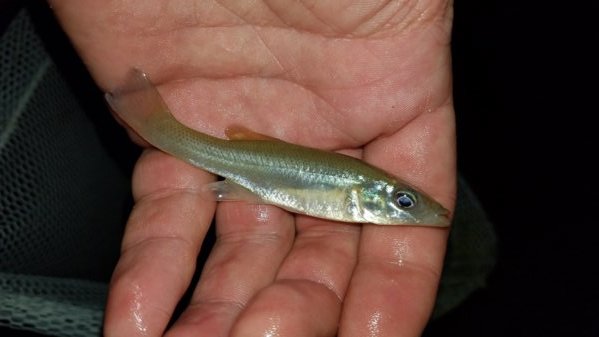 Freshwater Fish (minnow) Id | ShrimpNFishFlorida™ is Florida's Official ...