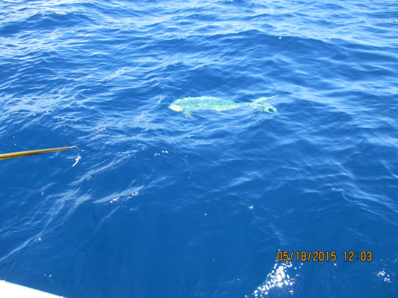 What's Your Personal Best Off-shore Fish Catch | ShrimpNFishFlorida™ is ...