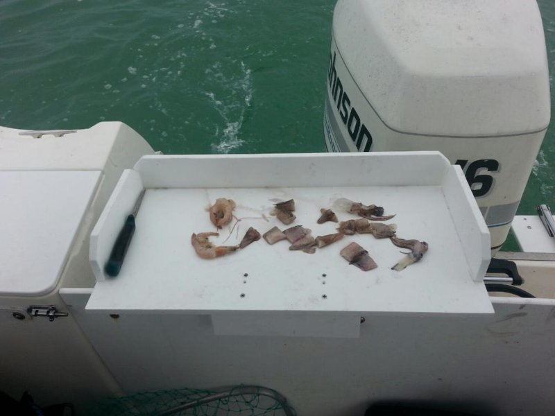 Club DIY - How To .... - Diy Bait Prep Station | Page 2 ...