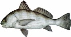 Florida Inshore Saltwater Fish Identification